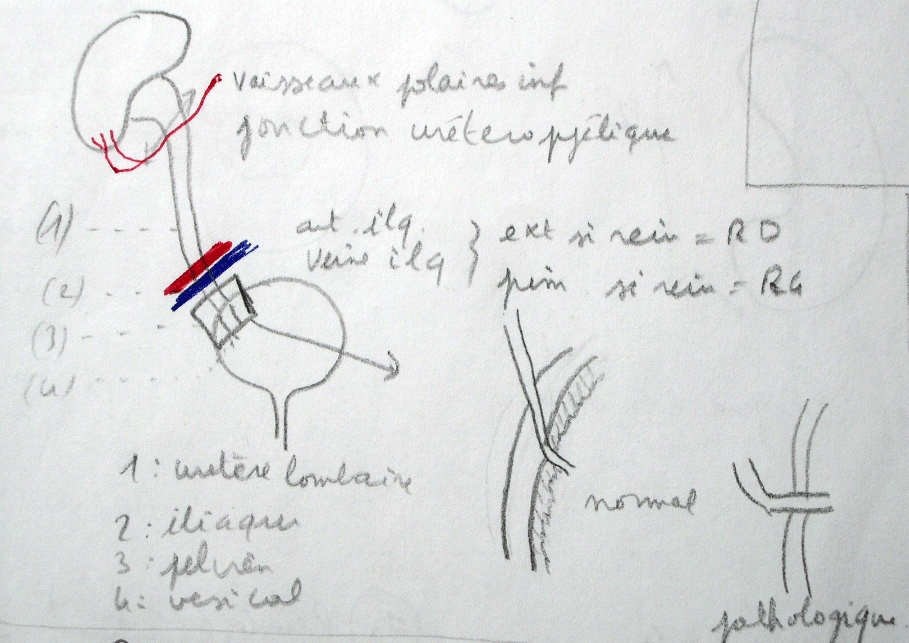 Cours-Médecine.info - Impression de schéma