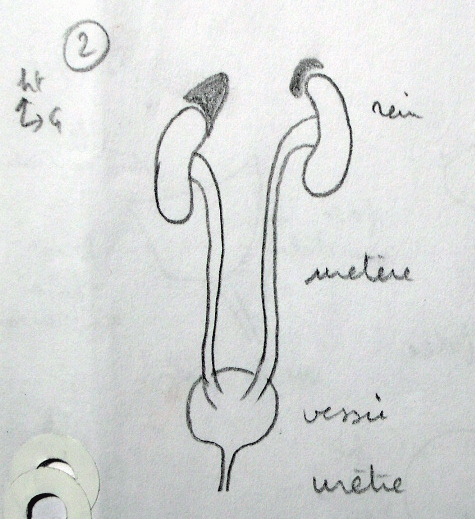 Cours-Médecine.info - Impression de schéma