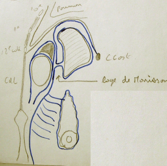 Cours-Médecine.info - Impression de schéma