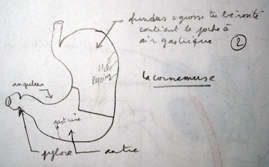 Cours-Médecine.info - Impression de schéma