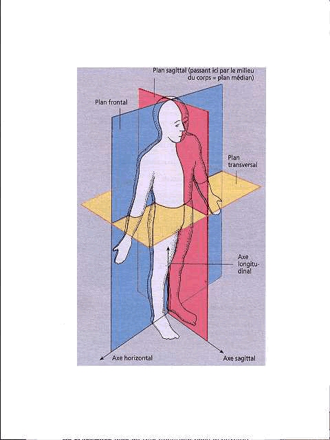 Anatomie De L39utrus Explore An