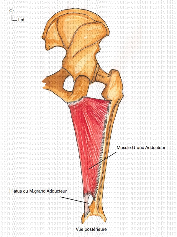 Cours-Médecine.info - Impression de schéma