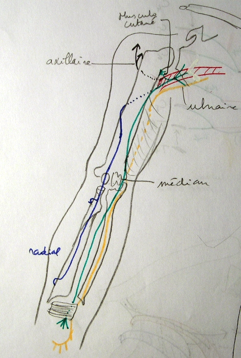 Cours-Médecine.info - Impression de schéma
