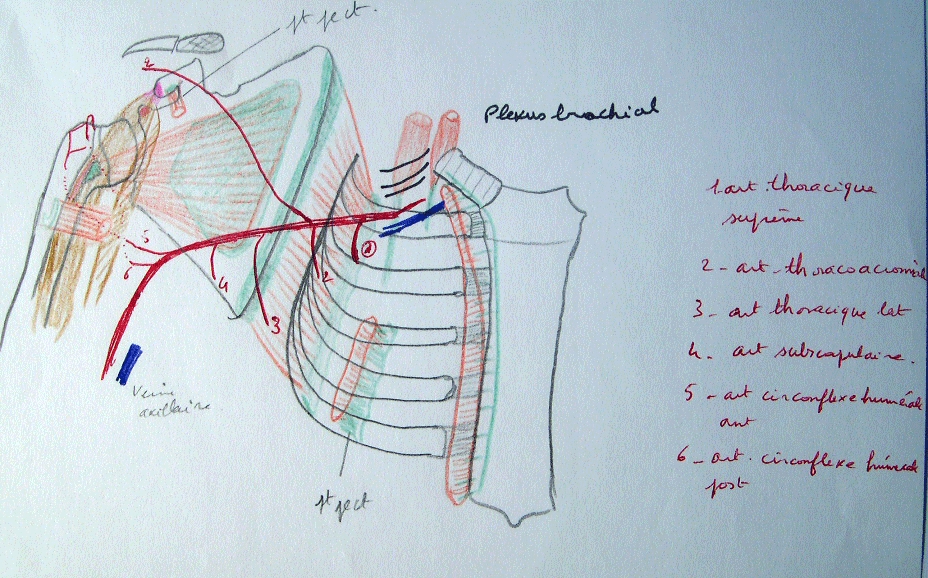 Cours-Médecine.info - Impression de schéma