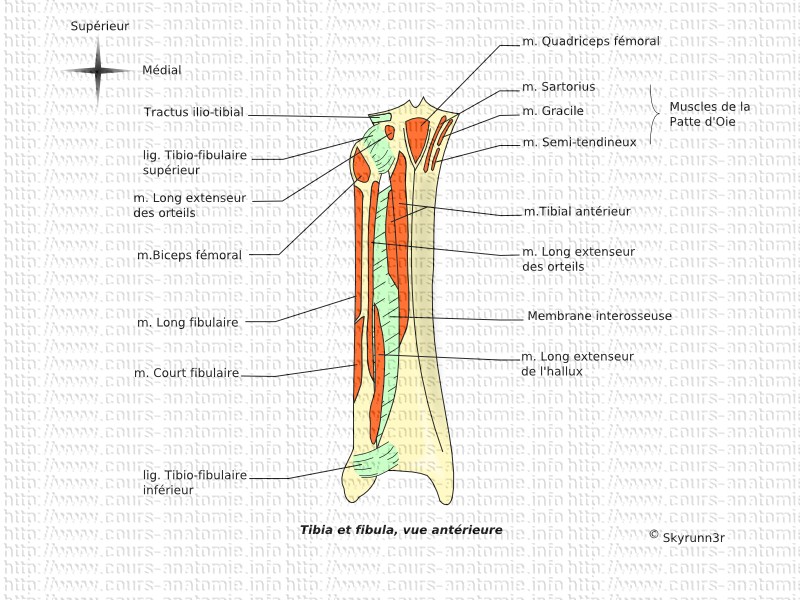 Cours-Médecine.info - Impression de schéma