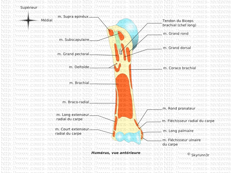 Cours-Médecine.info - Impression de schéma