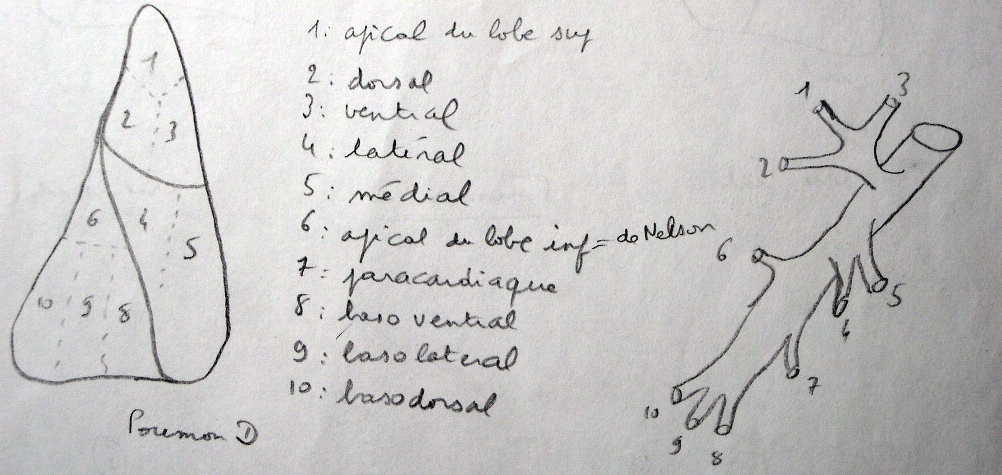 Cours-Médecine.info - Impression de schéma